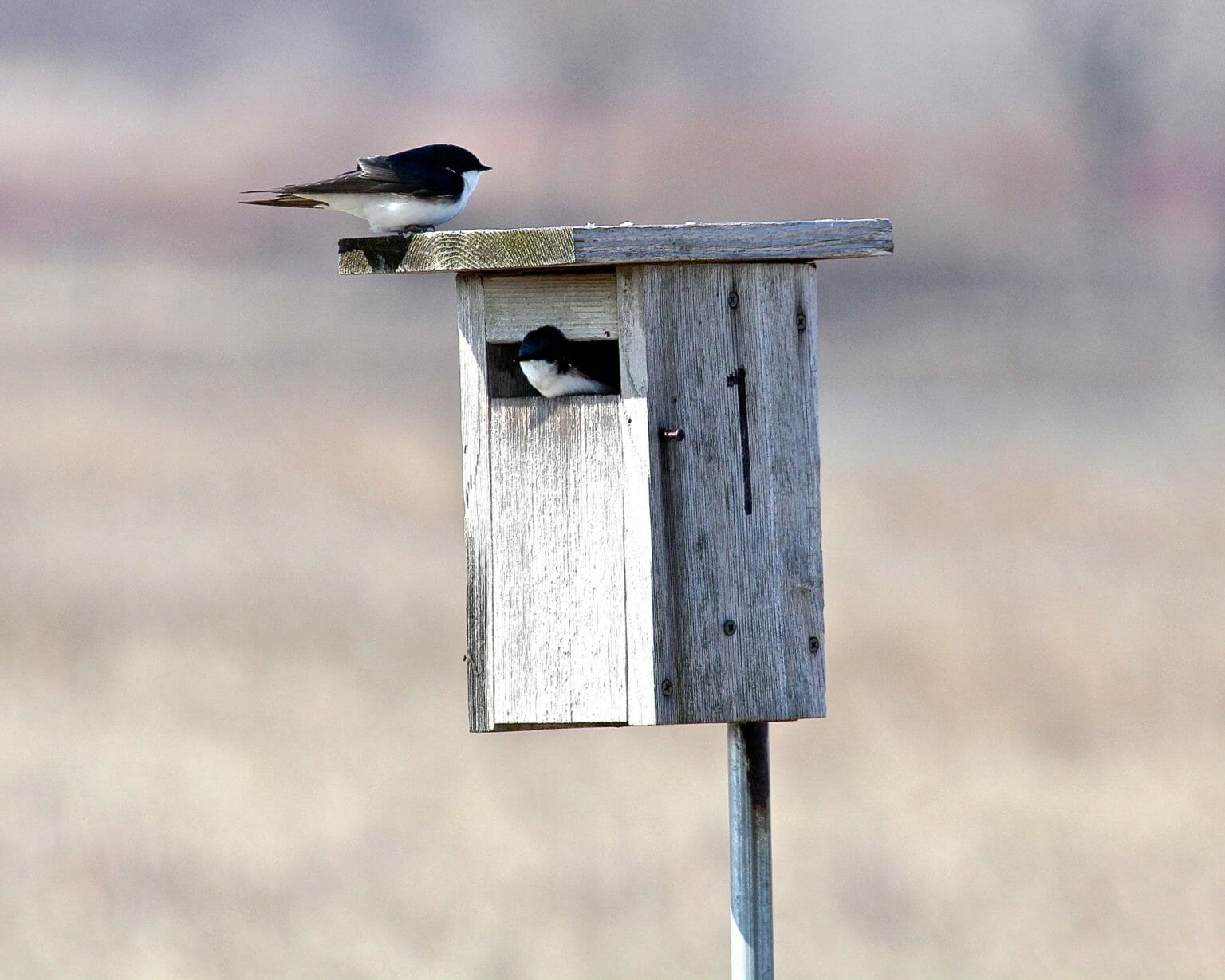 Bird Festival – Horicon Marsh Bird Club